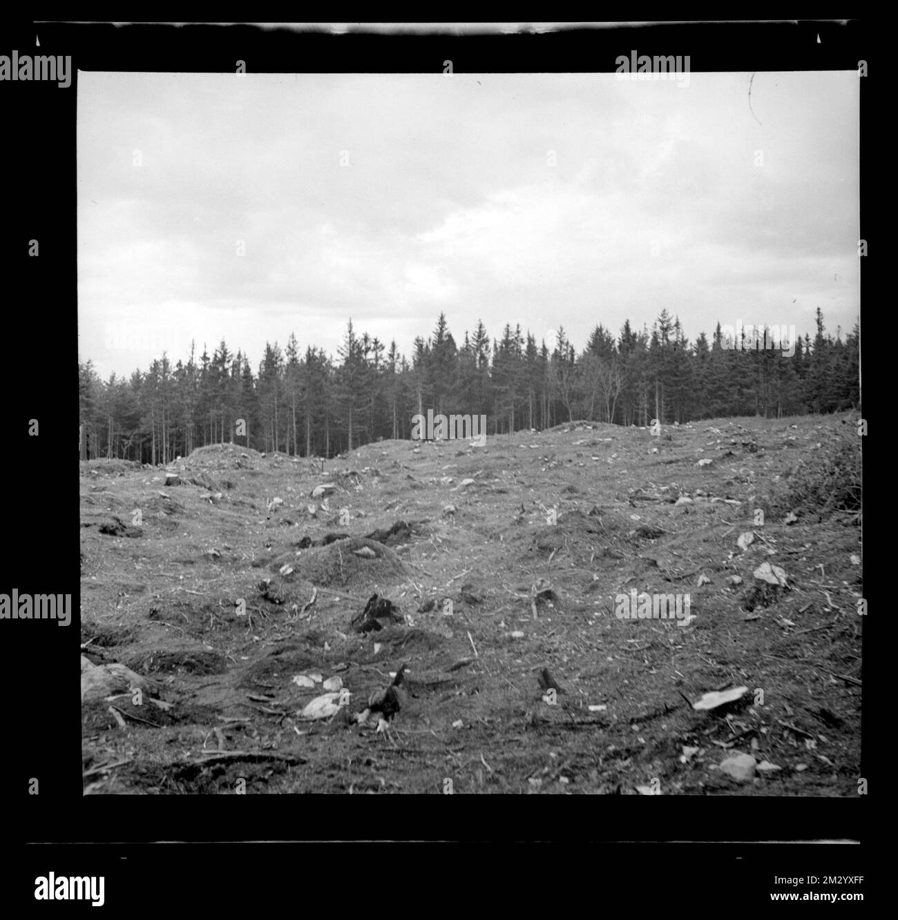 Forest , Forests. Photographs of the First Naval District Stock Photo ...