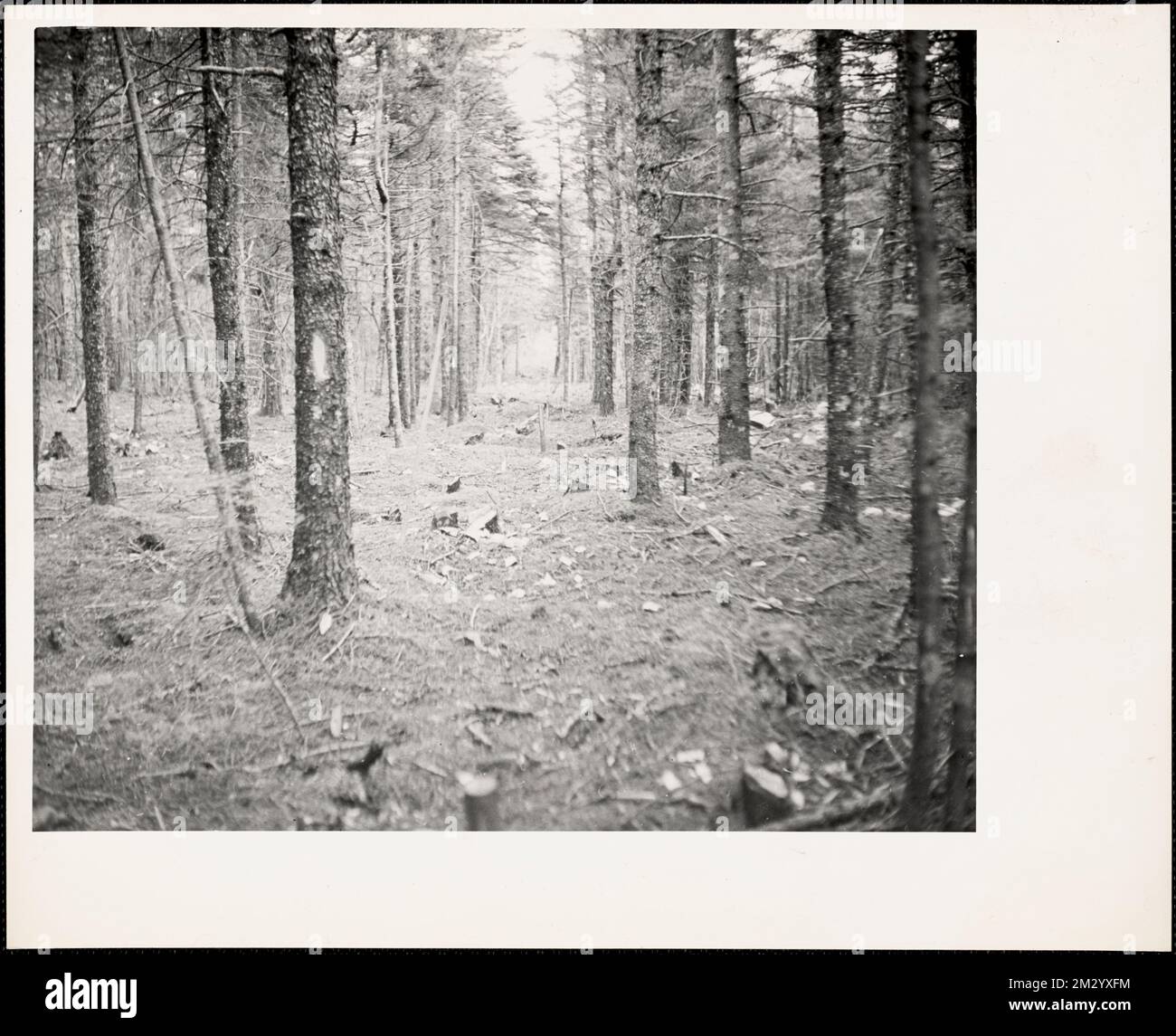 Forest , Forests. Photographs of the First Naval District Stock Photo ...