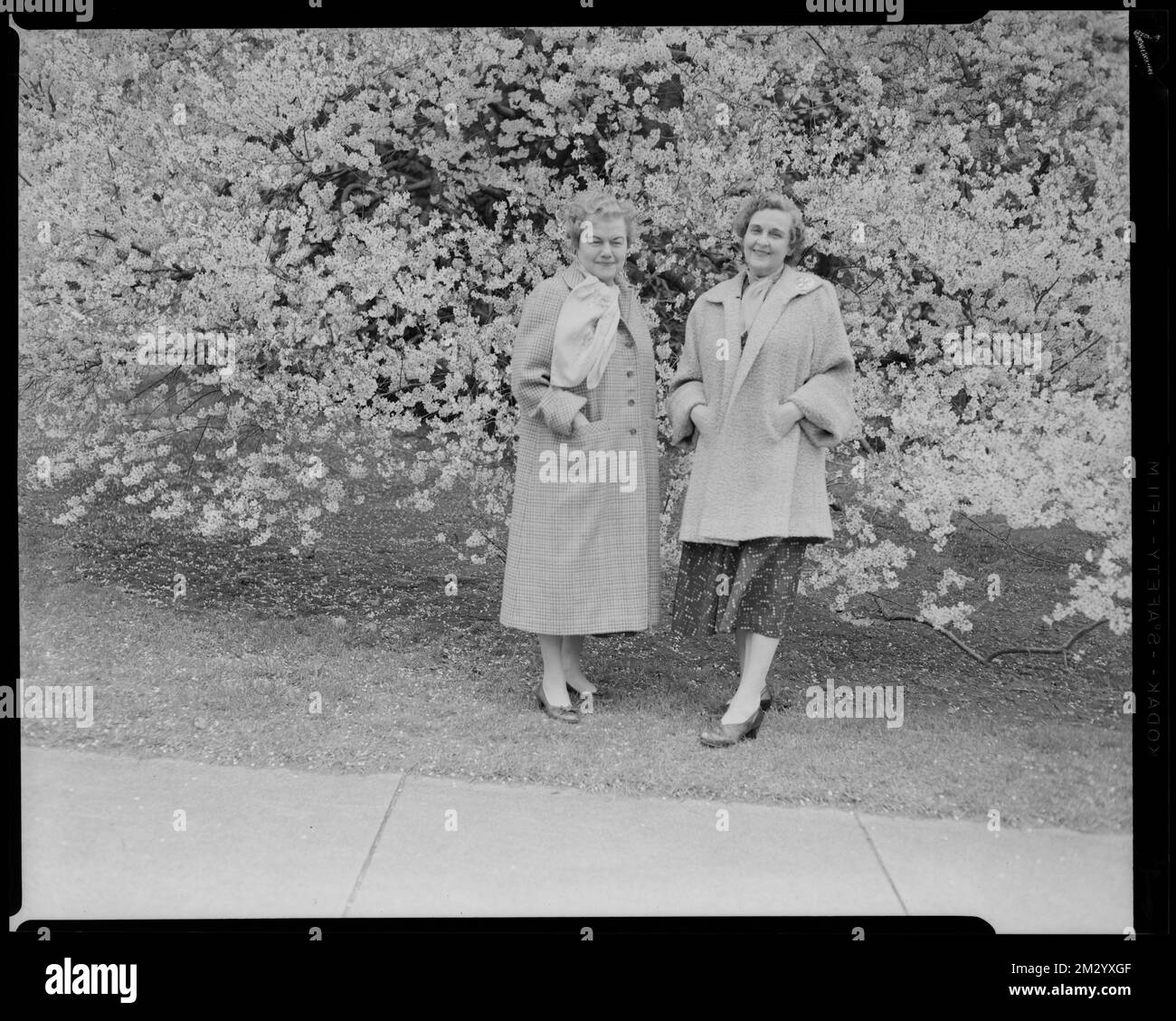 Hill with cherry Black and White Stock Photos & Images - Alamy