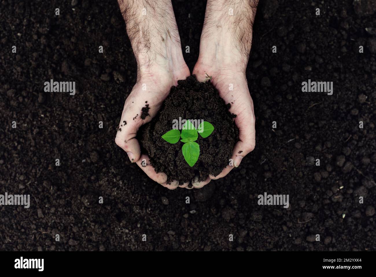 Green sprout growing from ground, new or start or beginning concept ...