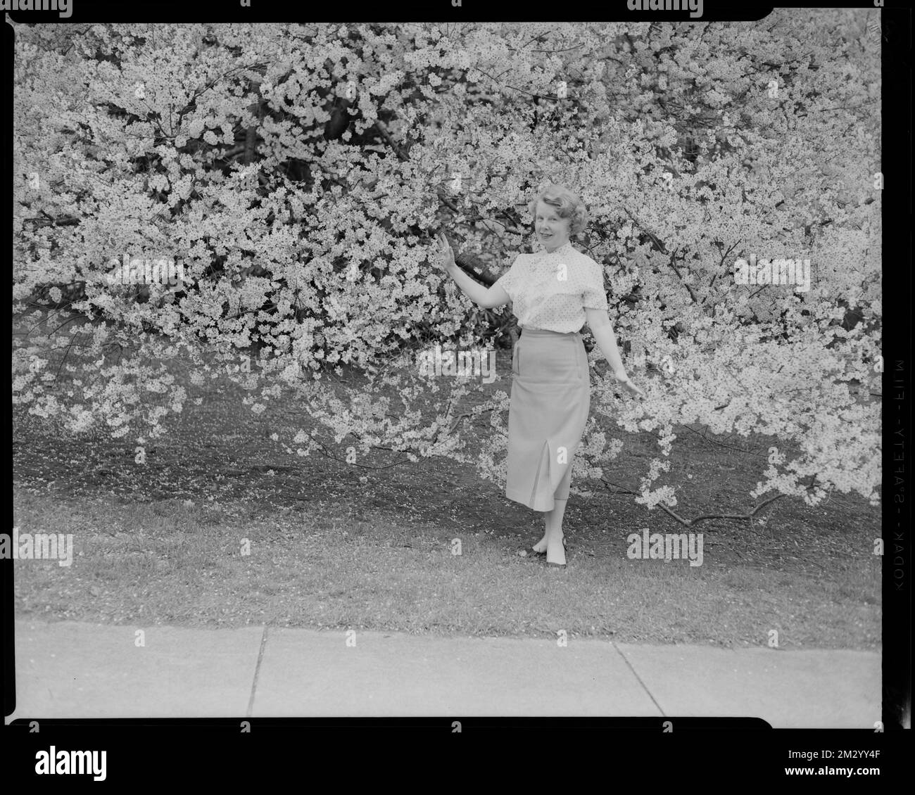 Forest Hill Cemetery employees. Janet R. Nuccia , Cherry trees, Office ...