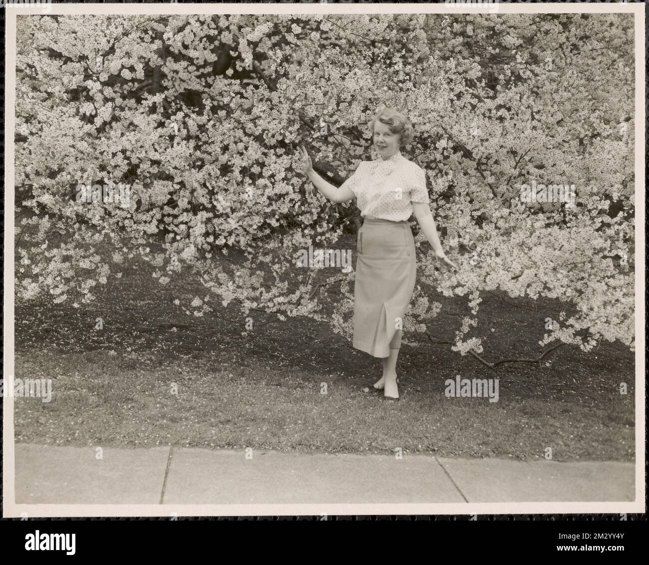 Forest Hill Cemetery employees. Janet R. Nuccia , Cherry trees, Office ...