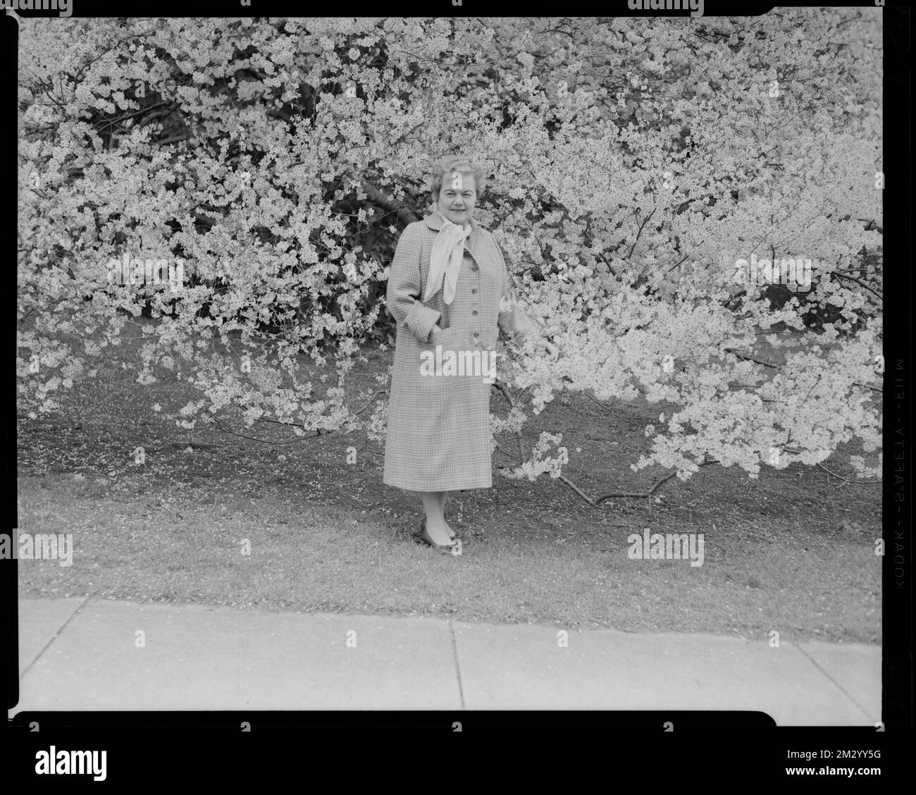 Forest Hill Cemetery employees. [Grace L.] Davenport , Cherry trees ...