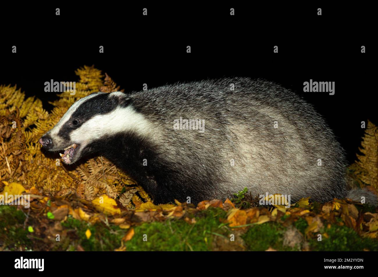 Badger, Scientific name: Meles Meles. Wild, native badger, alarmed and ...