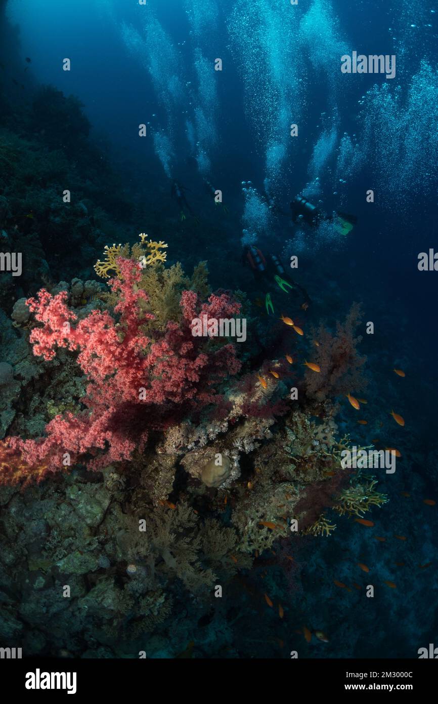 Healthy coral reef near Marsa Alam, Egypt with scuba divers in the ...