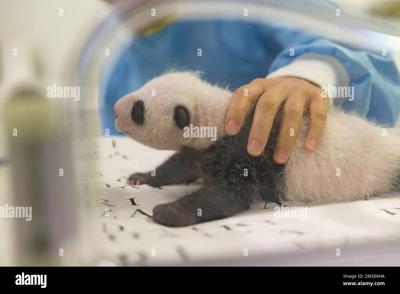 Illustration picture shows two baby pandas at the Pairi Daiza animal ...
