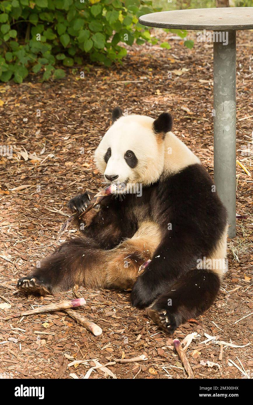 Illustration picture shows Tian Bao, the 3 year older brother of ...