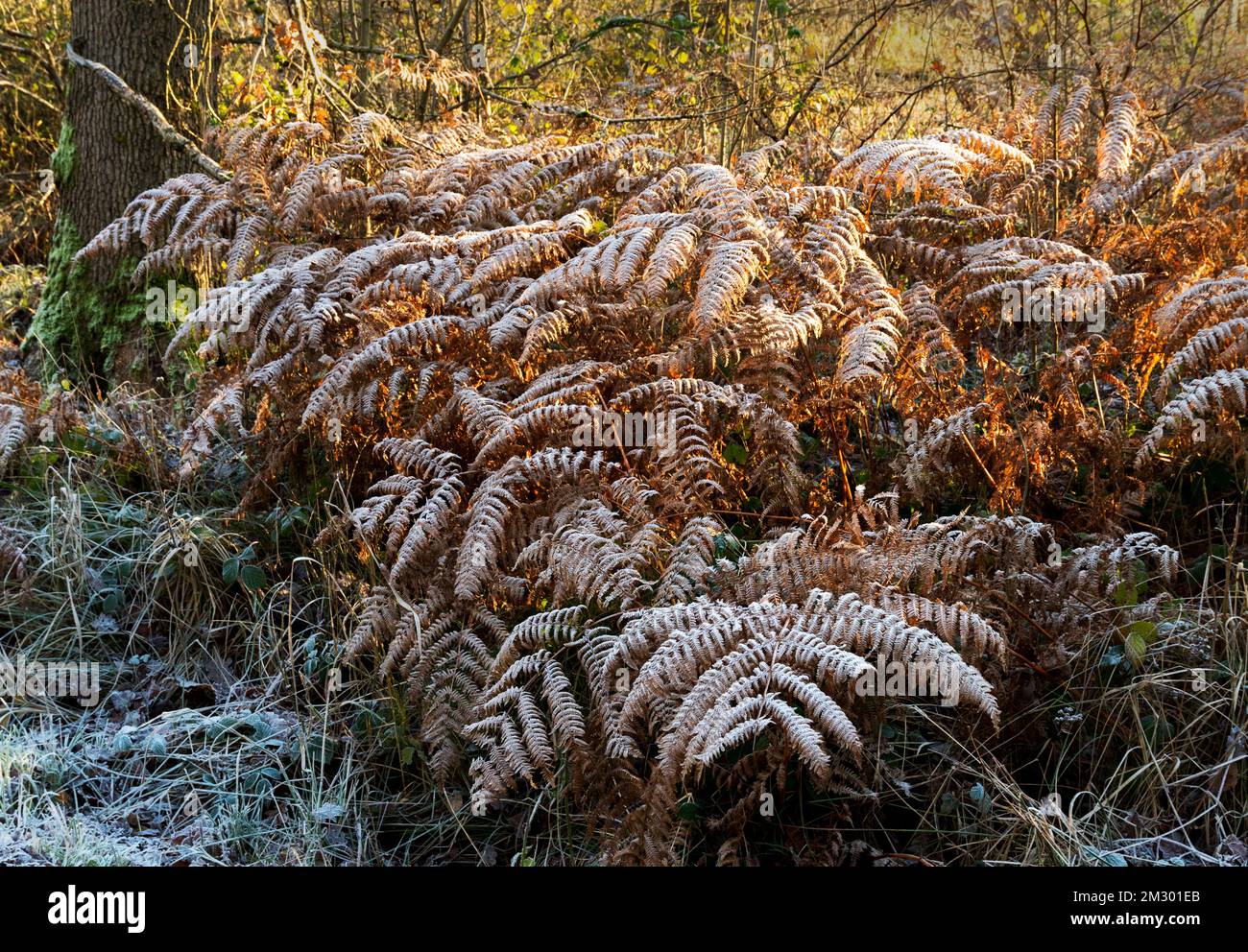 Bracken leaves covered in frost hi-res stock photography and images - Alamy
