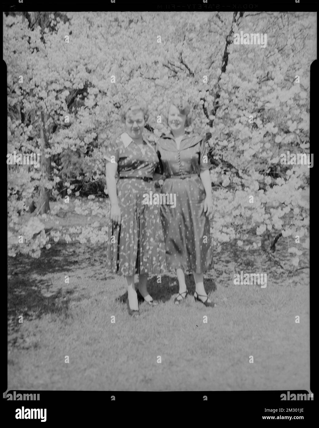 Forest Hills Cemetery. Office helps , Cherry trees, Office workers ...