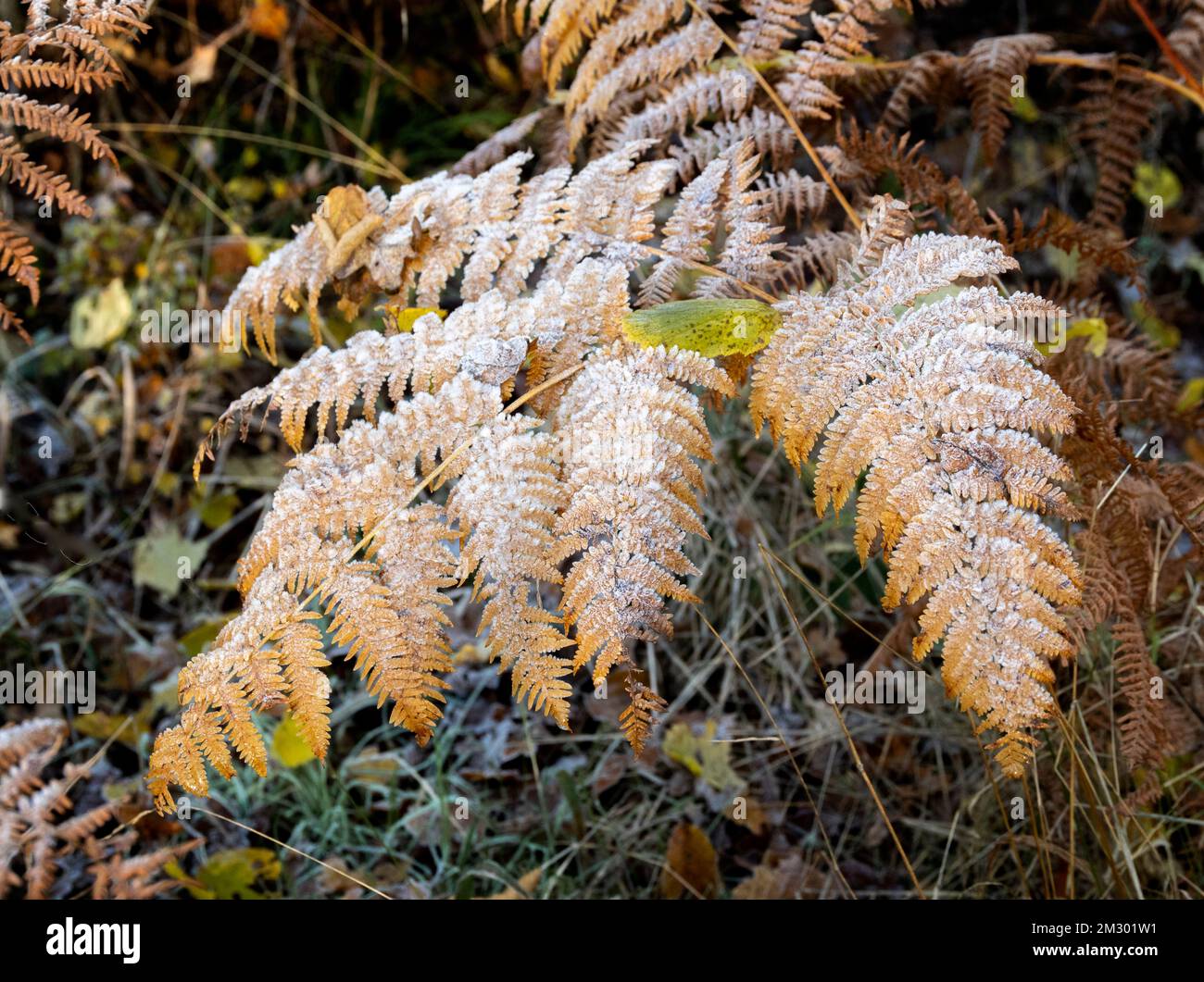Frost covered fern fronds in the late winter Stock Photo - Alamy