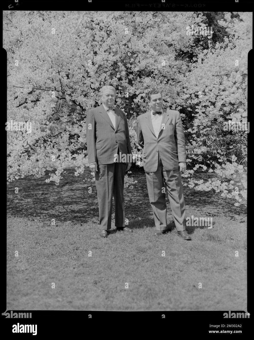 Forest Hills Cemetery. Office helps , Cherry trees, Office workers ...