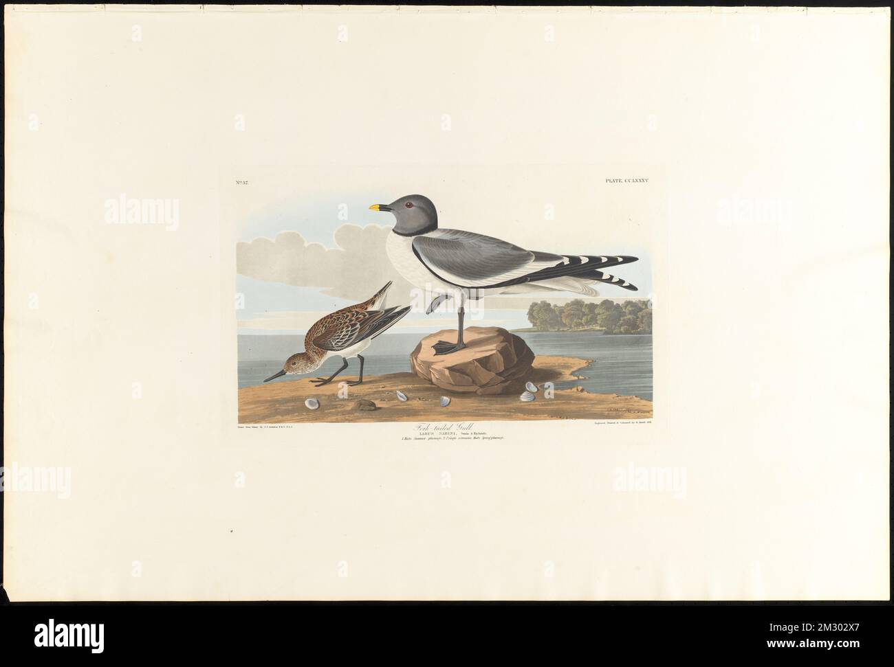 Fork tailed gulls hi-res stock photography and images - Alamy
