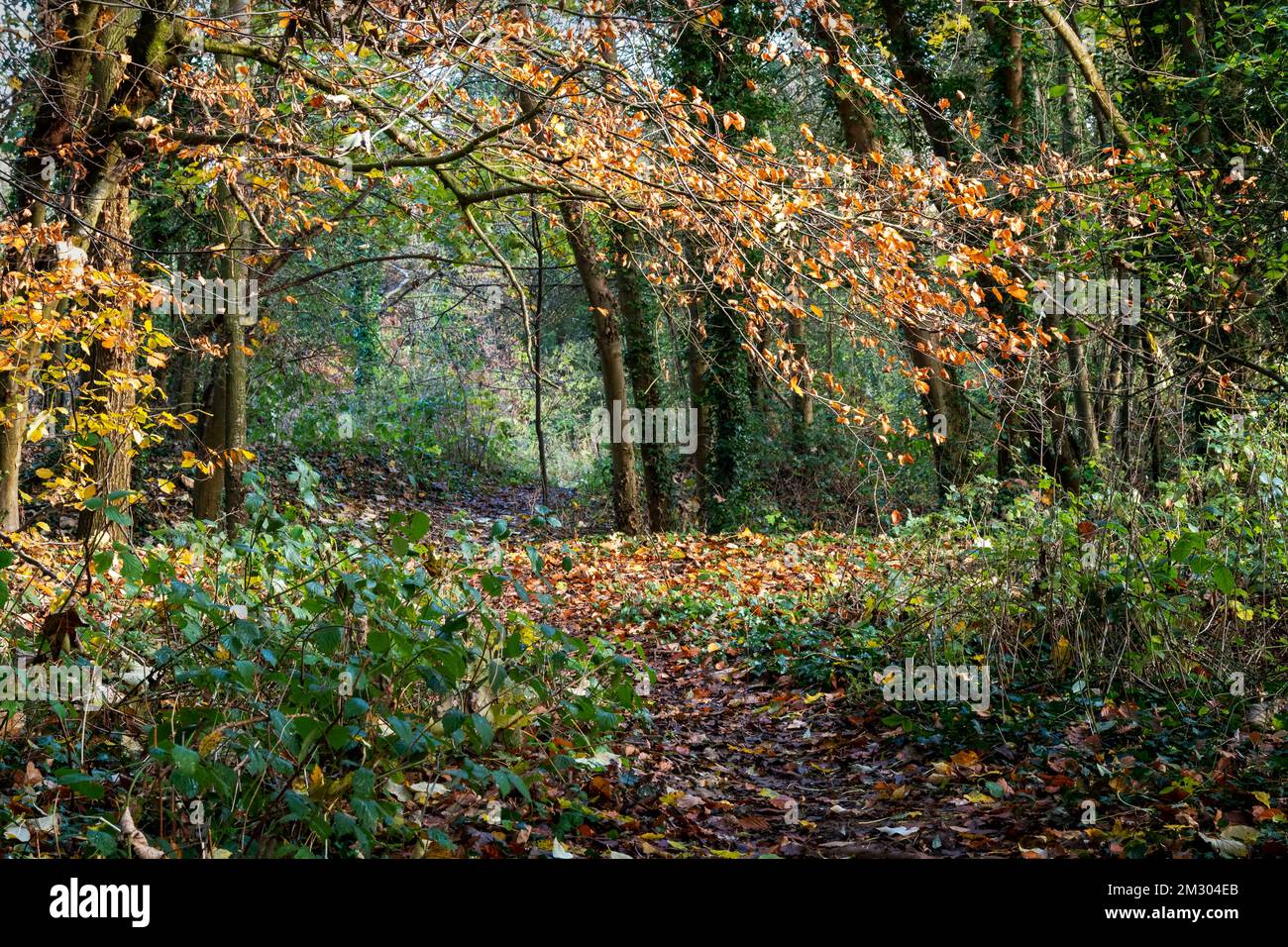 A path through woodland in the autumn, with leaves scattered on the ...