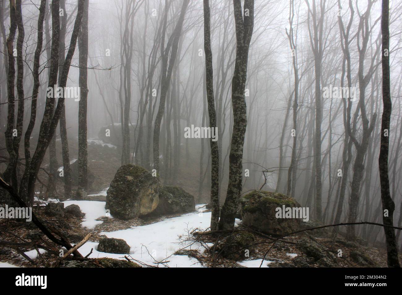 Large boulders in the foggy forest Stock Photo - Alamy