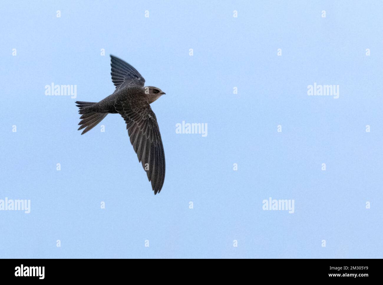First-winter Pallid Swift (Apus pallidus) during autumn migration on ...