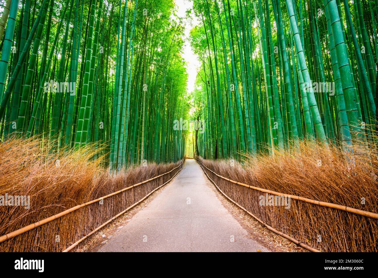 Pathway in bamboo forest hi-res stock photography and images - Alamy
