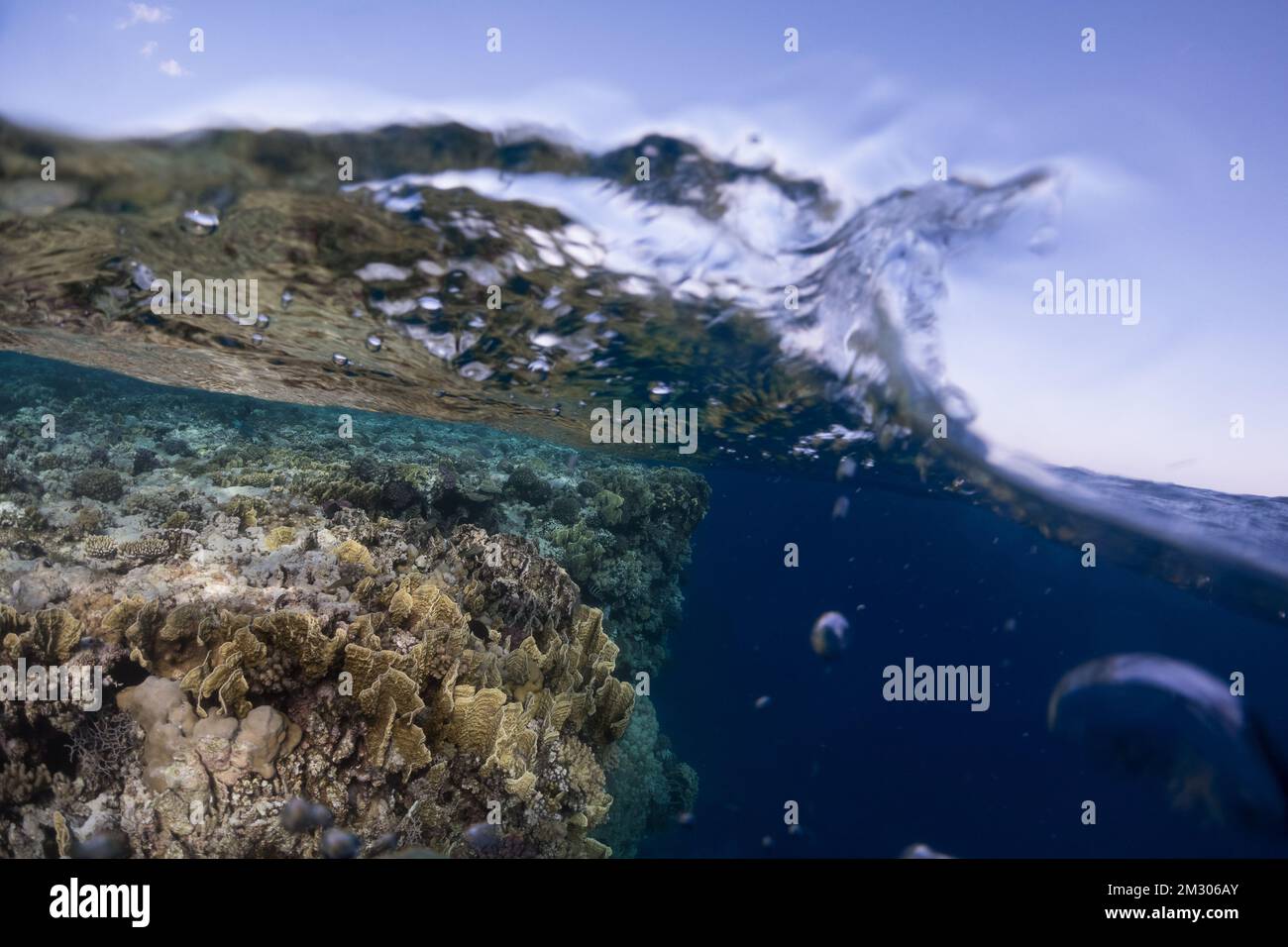 Split image of underwater coral reef and the wave passing through the ...