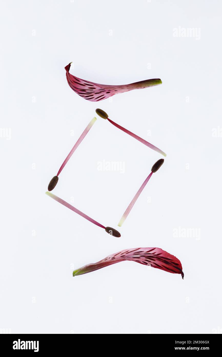 A "frame" made of the stamen and petals of a flower, on a white ...