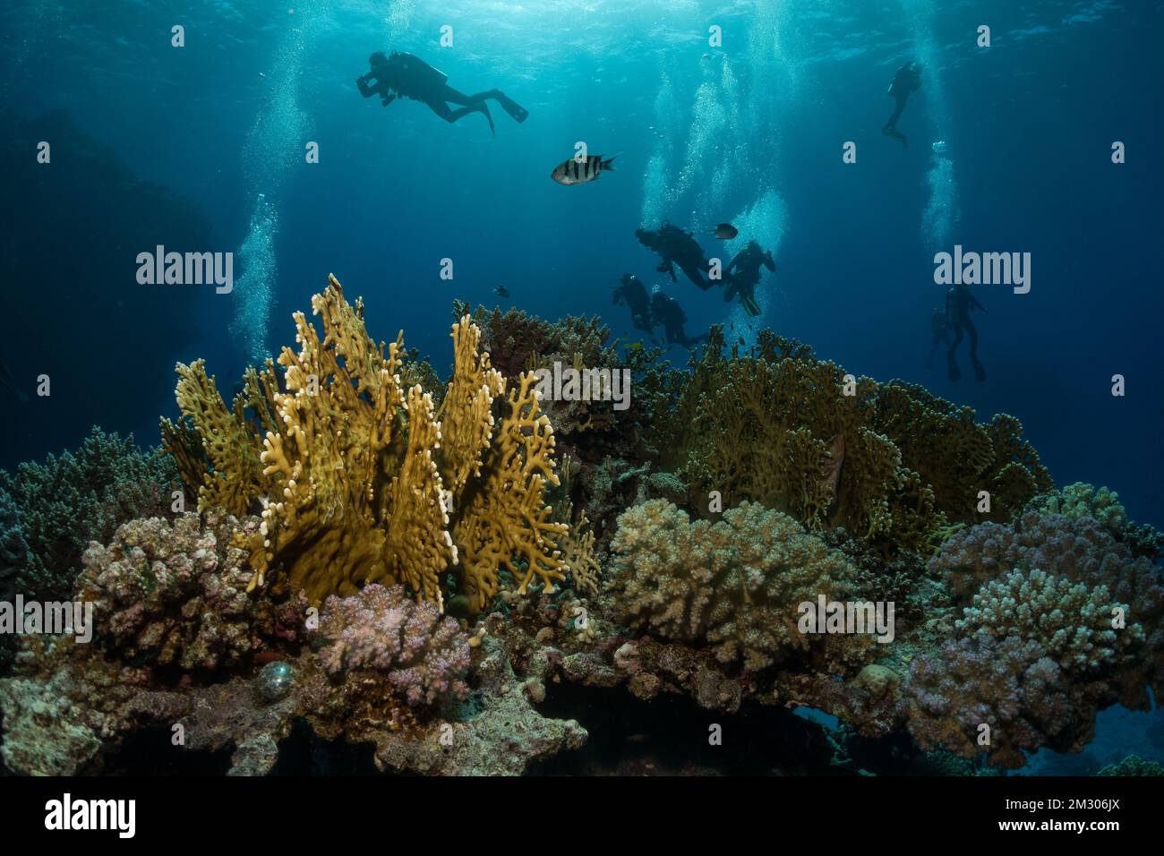 Healthy coral reef near Marsa Alam, Egypt with scuba divers in the ...
