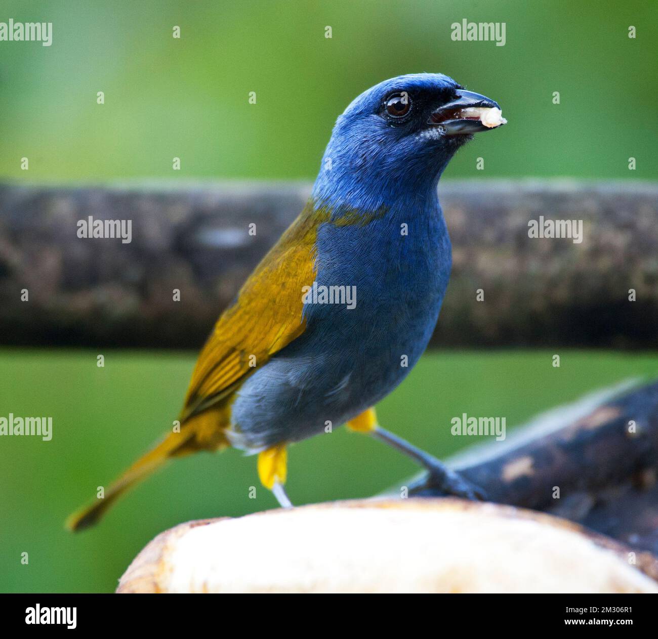 Blue capped tanager thraupis cyanocephala perched hi-res stock ...