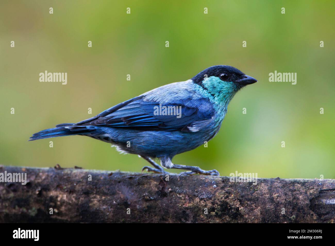 Heines Tangare, Black-capped Tanager, Tangara heinei Stock Photo - Alamy