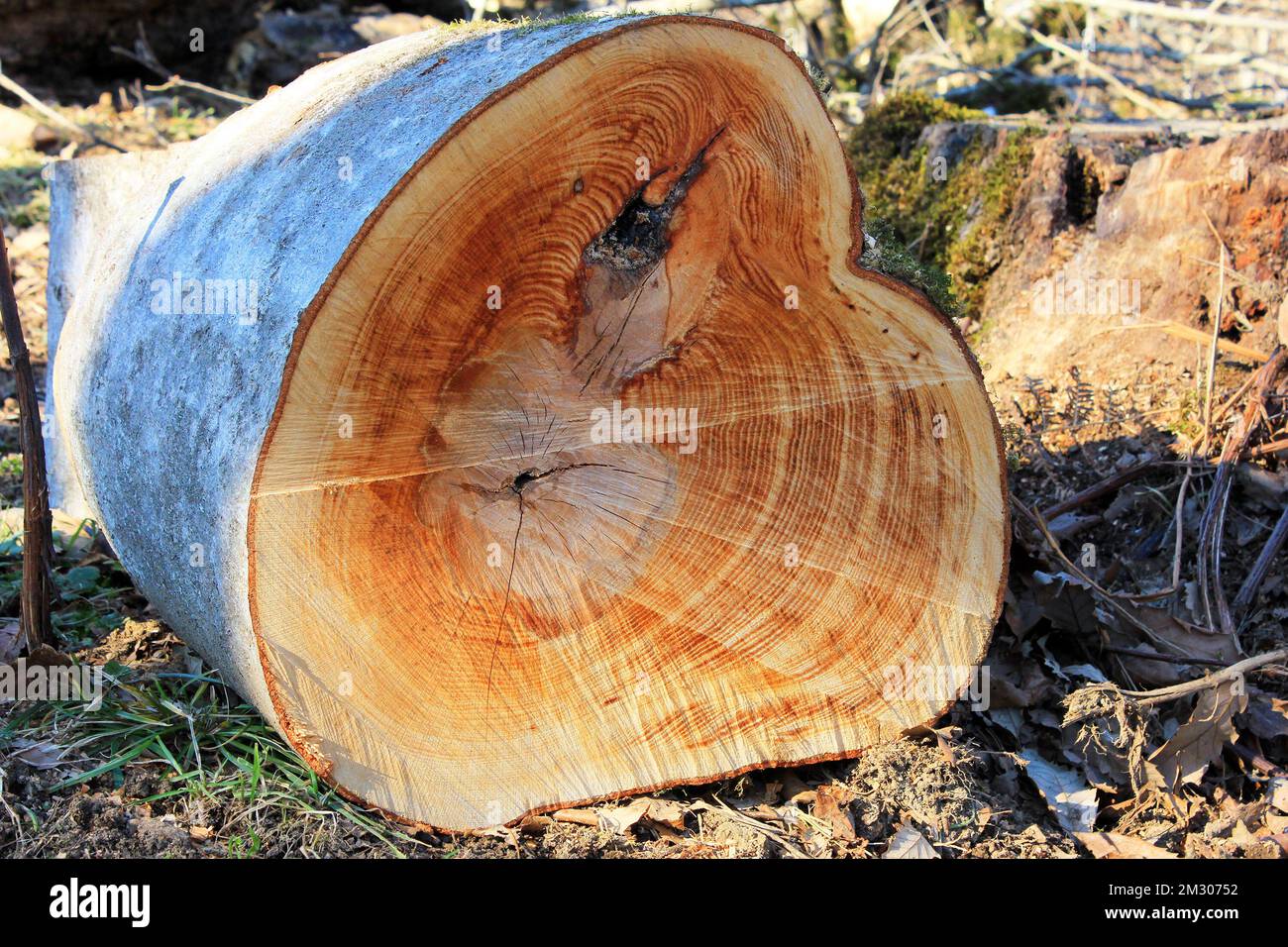 Structure of a tree hi-res stock photography and images - Alamy