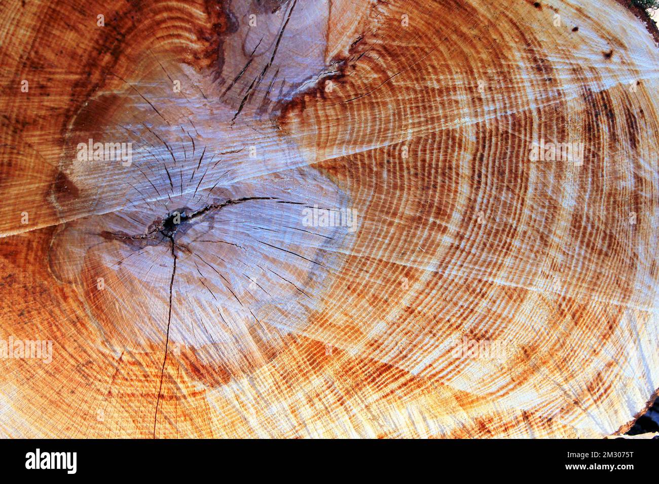 Structure of a tree hi-res stock photography and images - Alamy