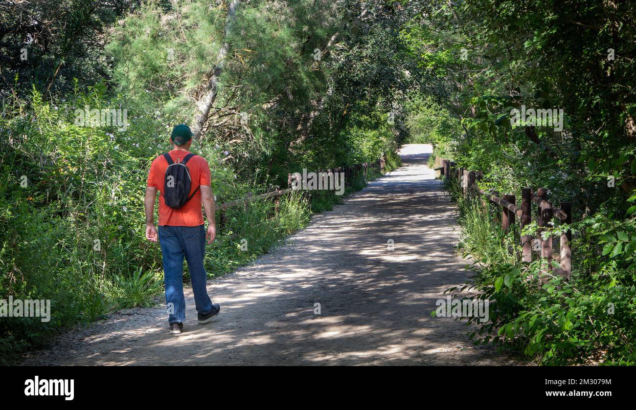 one man walking along a path in the woods during a sunny day Stock ...