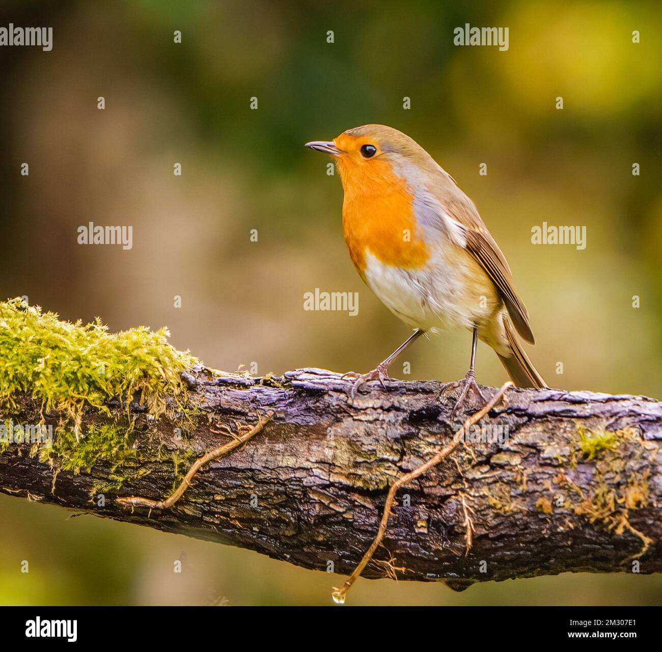 Robin paused hi-res stock photography and images - Alamy