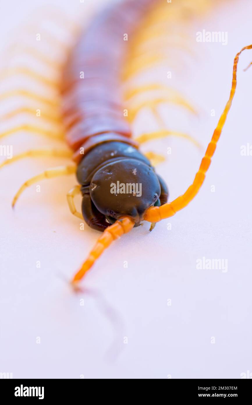 A closeup of a Giant Desert Centipede with an orange neck and legs ...