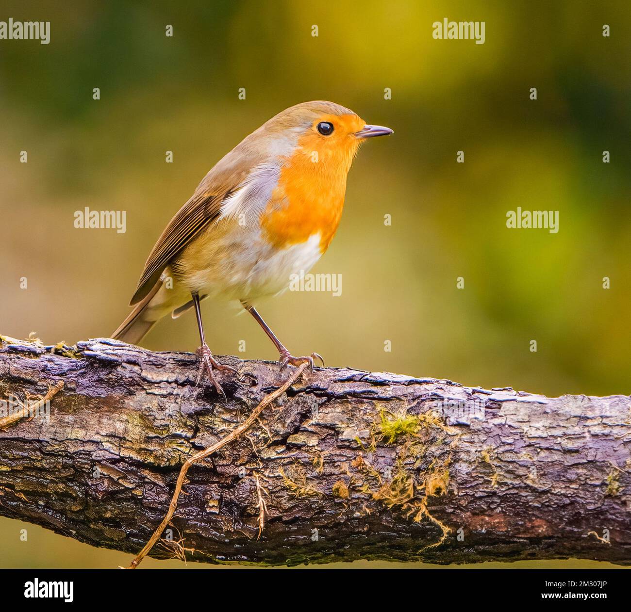 Robin paused hi-res stock photography and images - Alamy