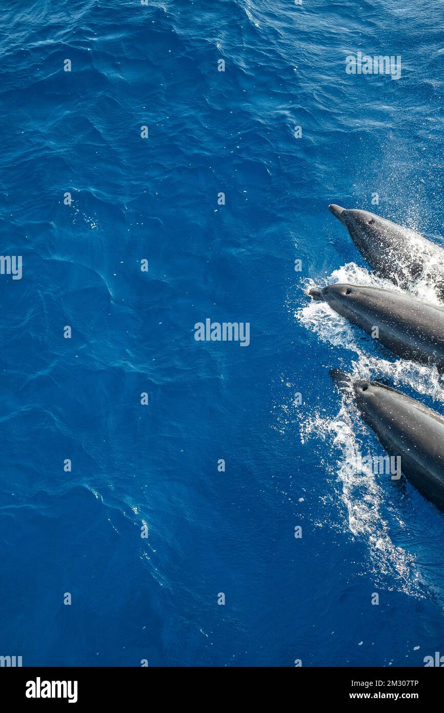 Three grey dolphins swiming through the water in the right edge of the ...