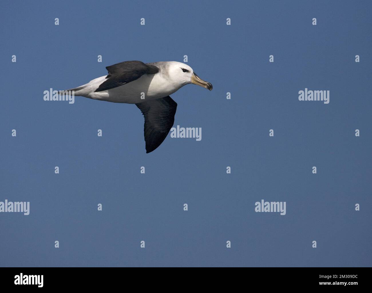 immature Black-browed Albatross flying above open ocean; onvolwassen ...