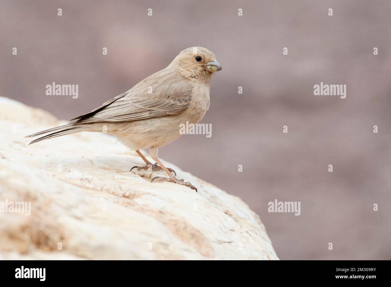 Female Sinai Rosefinch (Carpodacus synoicus) in desert canyon near ...