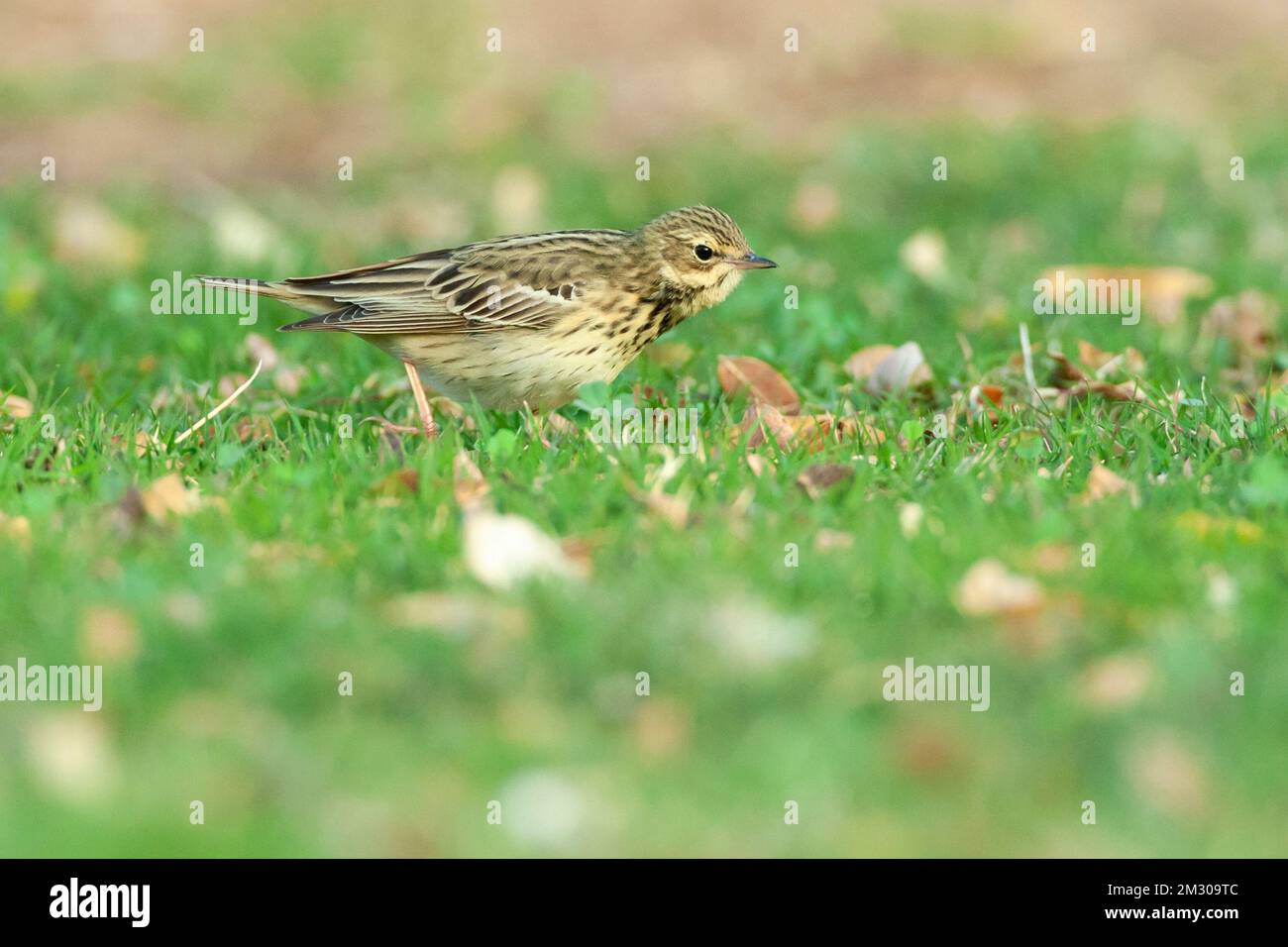 Adult Tree Pipit (Anthus trivialis) during spring migration in Eilat ...