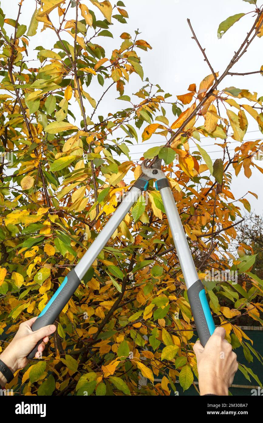 Sanitary scissors hi-res stock photography and images - Alamy