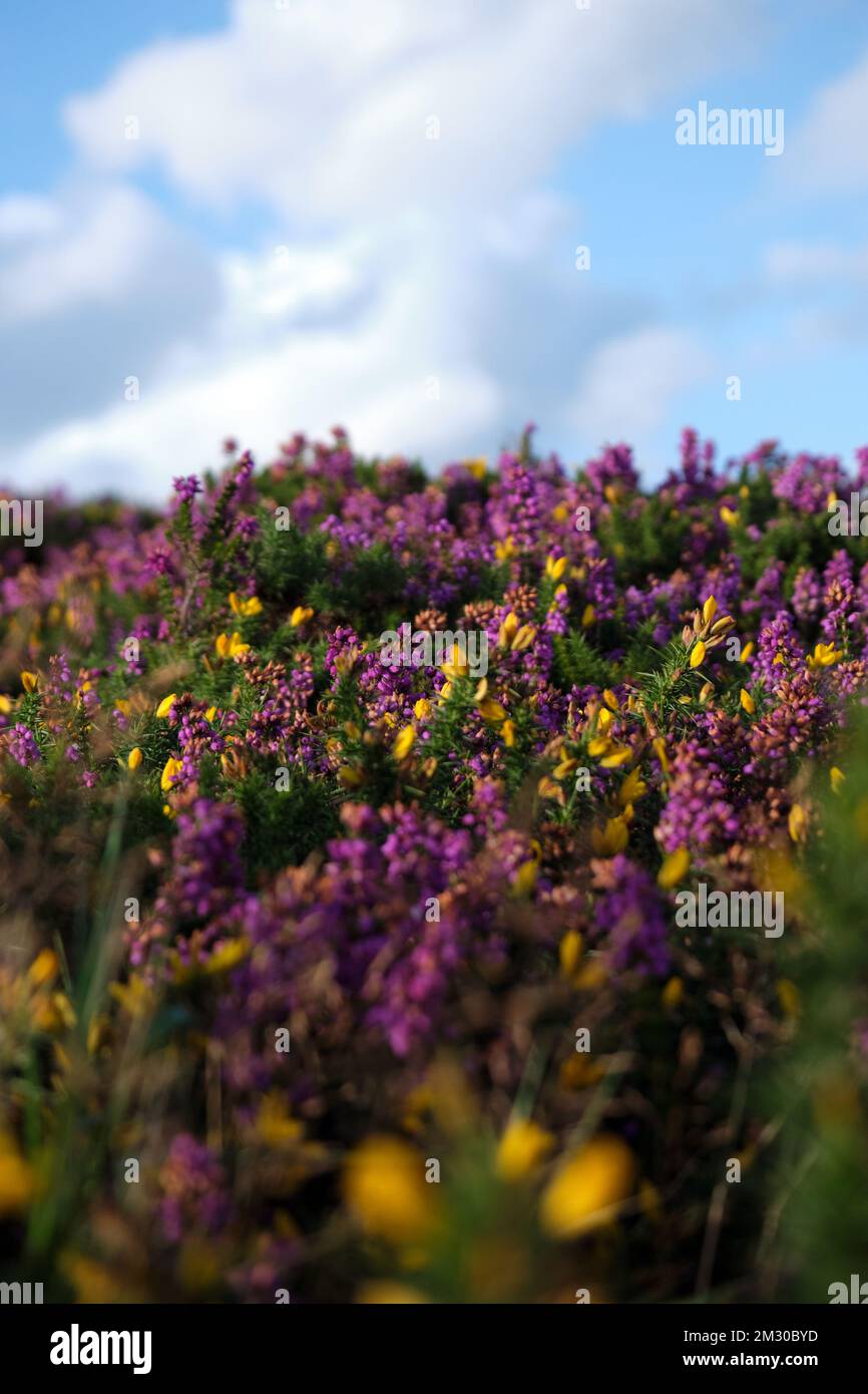 A vertical shot of purple and yellow heather plants in the field Stock ...
