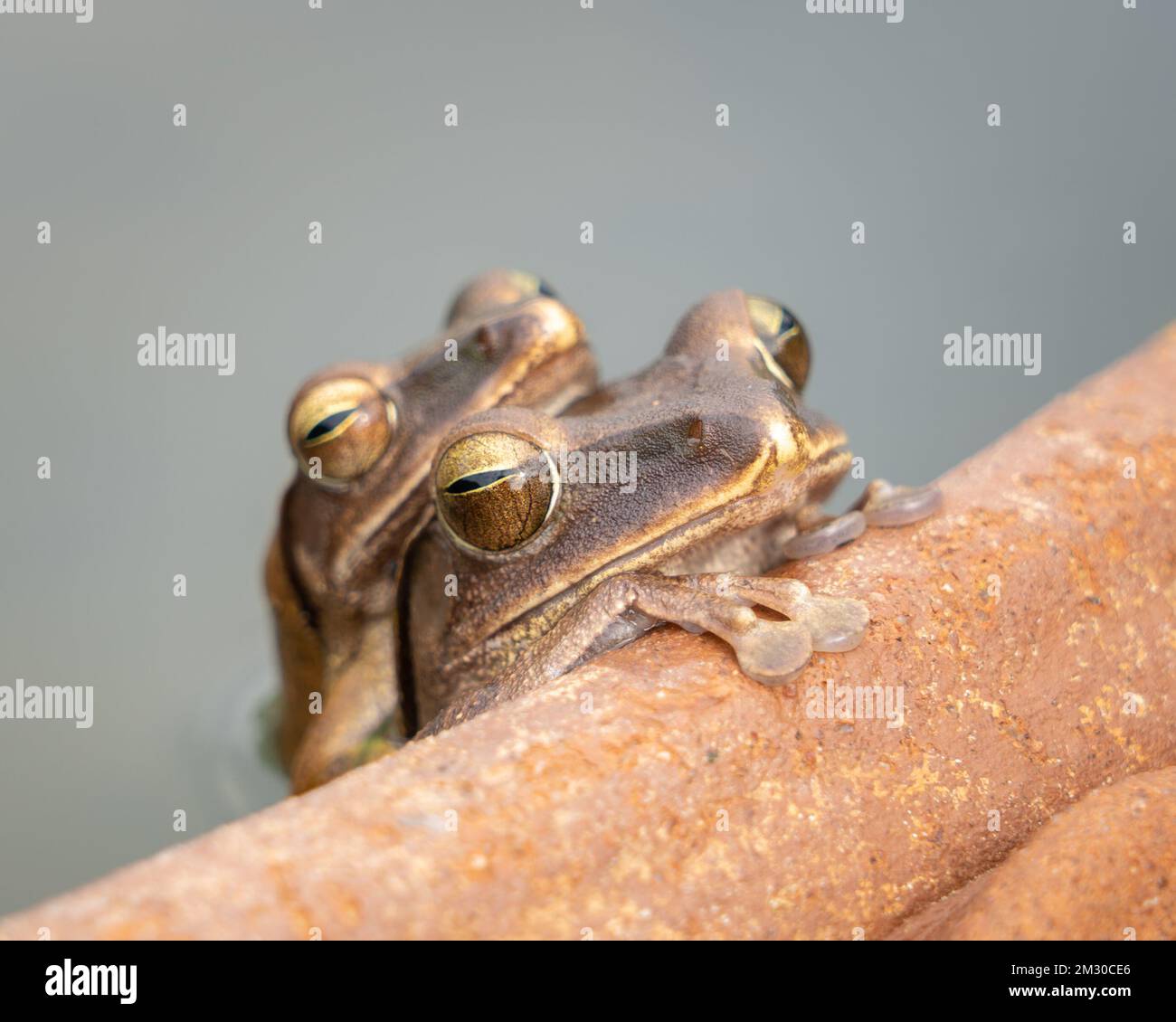 Closeup view of common thai tree frogs polypedates leucomystax mating ...