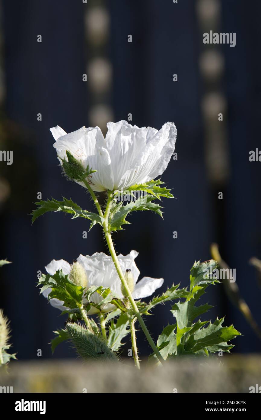 White flowered prickly poppy Argemone platycerus against dark ...