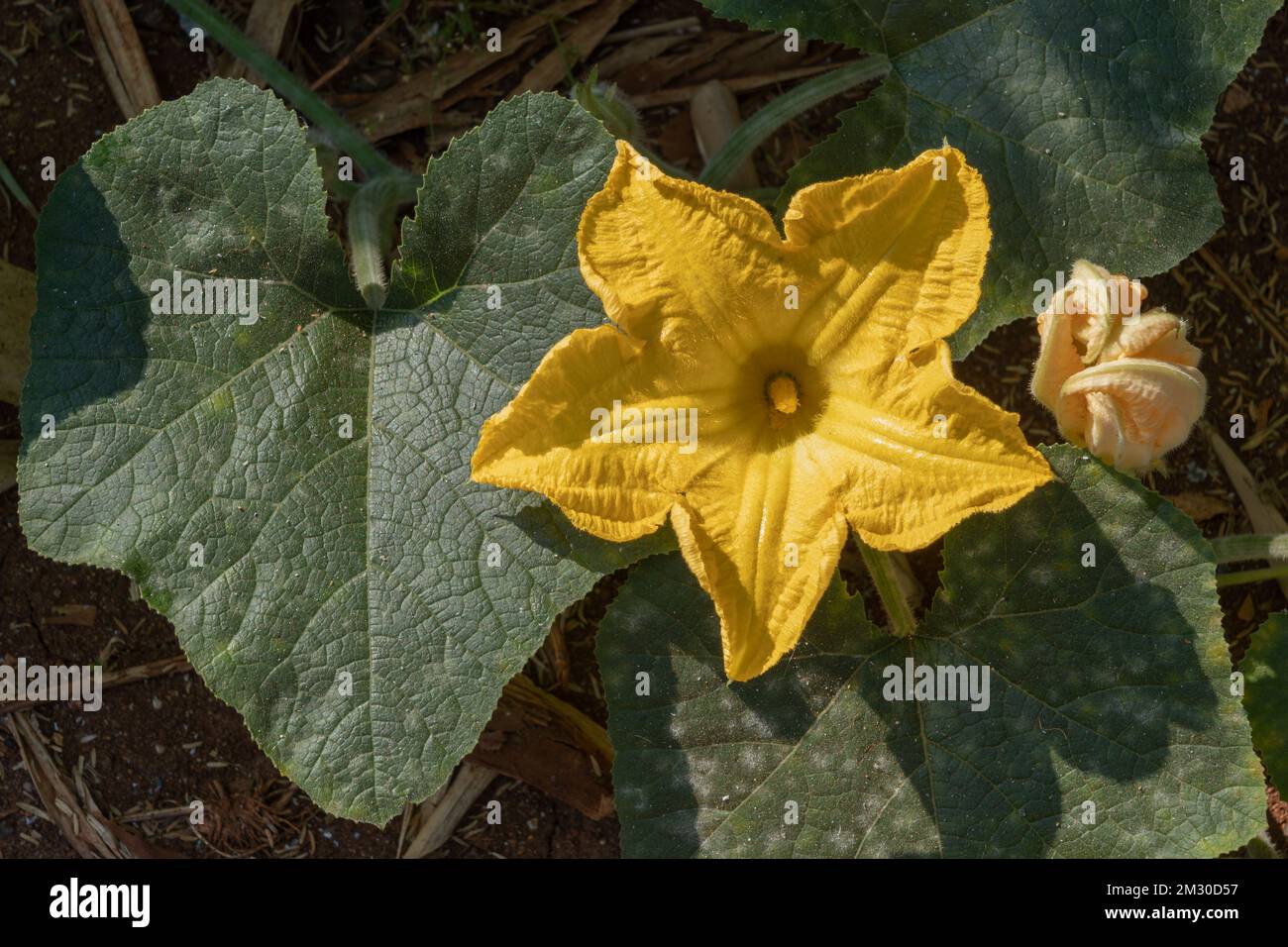 Pumpkin plant wilted hi-res stock photography and images - Alamy