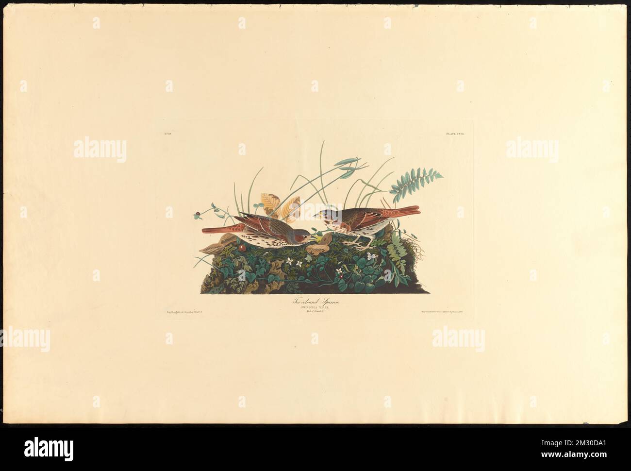 Fox-coloured sparrow : Fringilla iliaca. Male, 1. Female, 2. c.1 v.2 ...