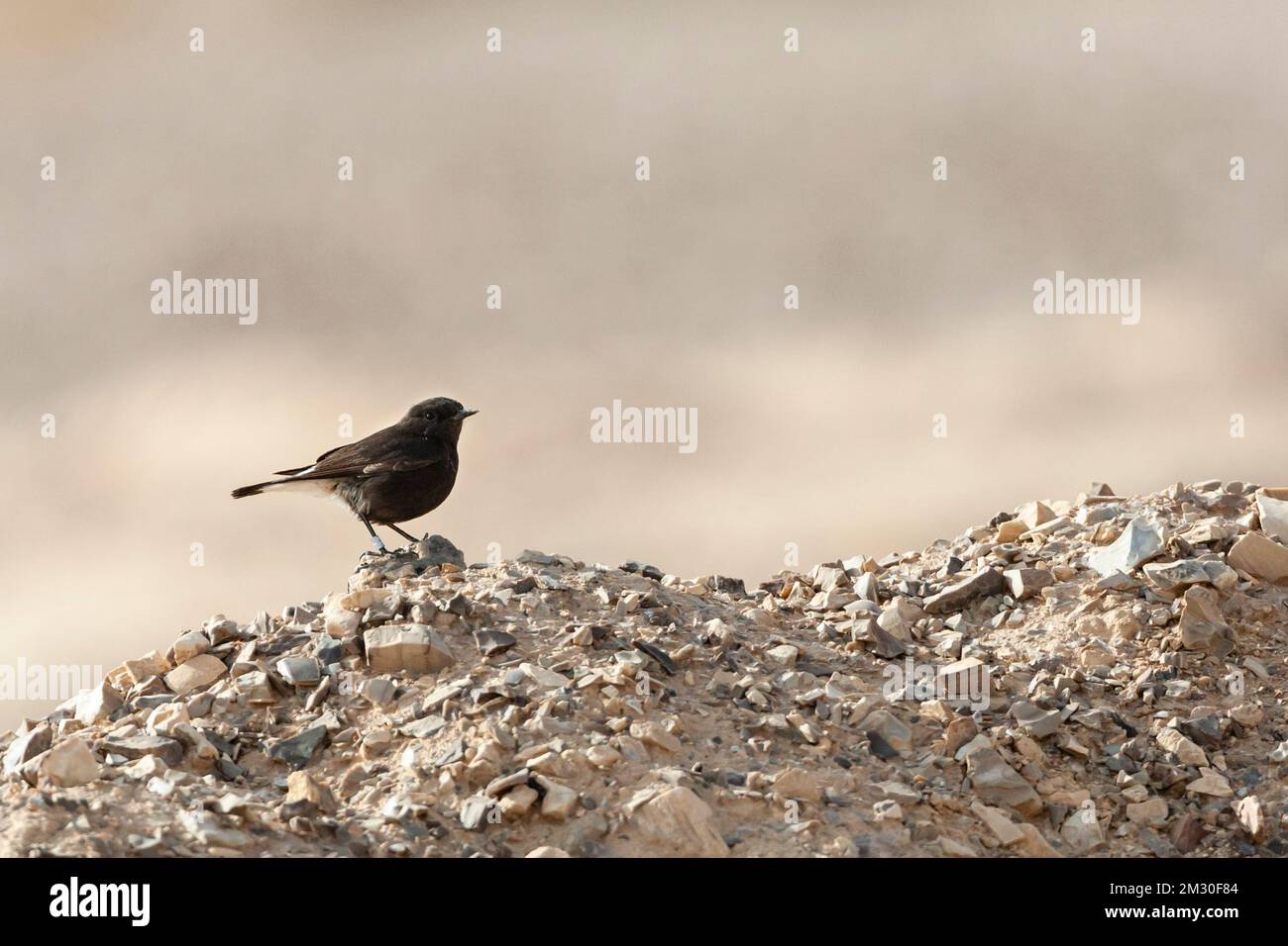 Basalt Wheatear (Oenanthe lugens warriae) in israel. This is an ...