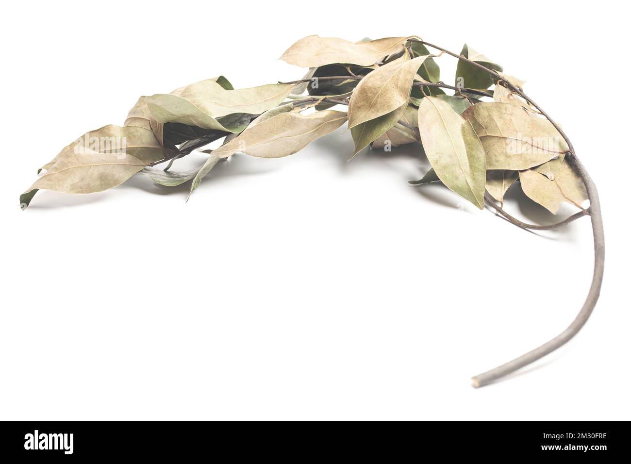 Dry bay leaves isolated on white. Dried laurel leaf seasoning Stock ...