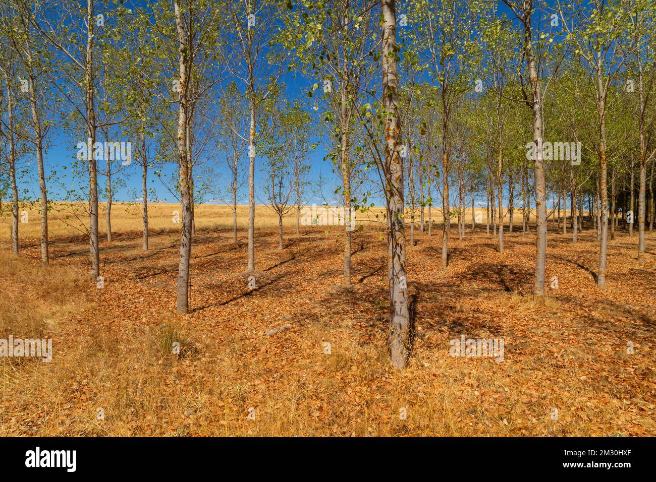 Rural landscape of north of Spain. Forest in the end of summer Stock ...