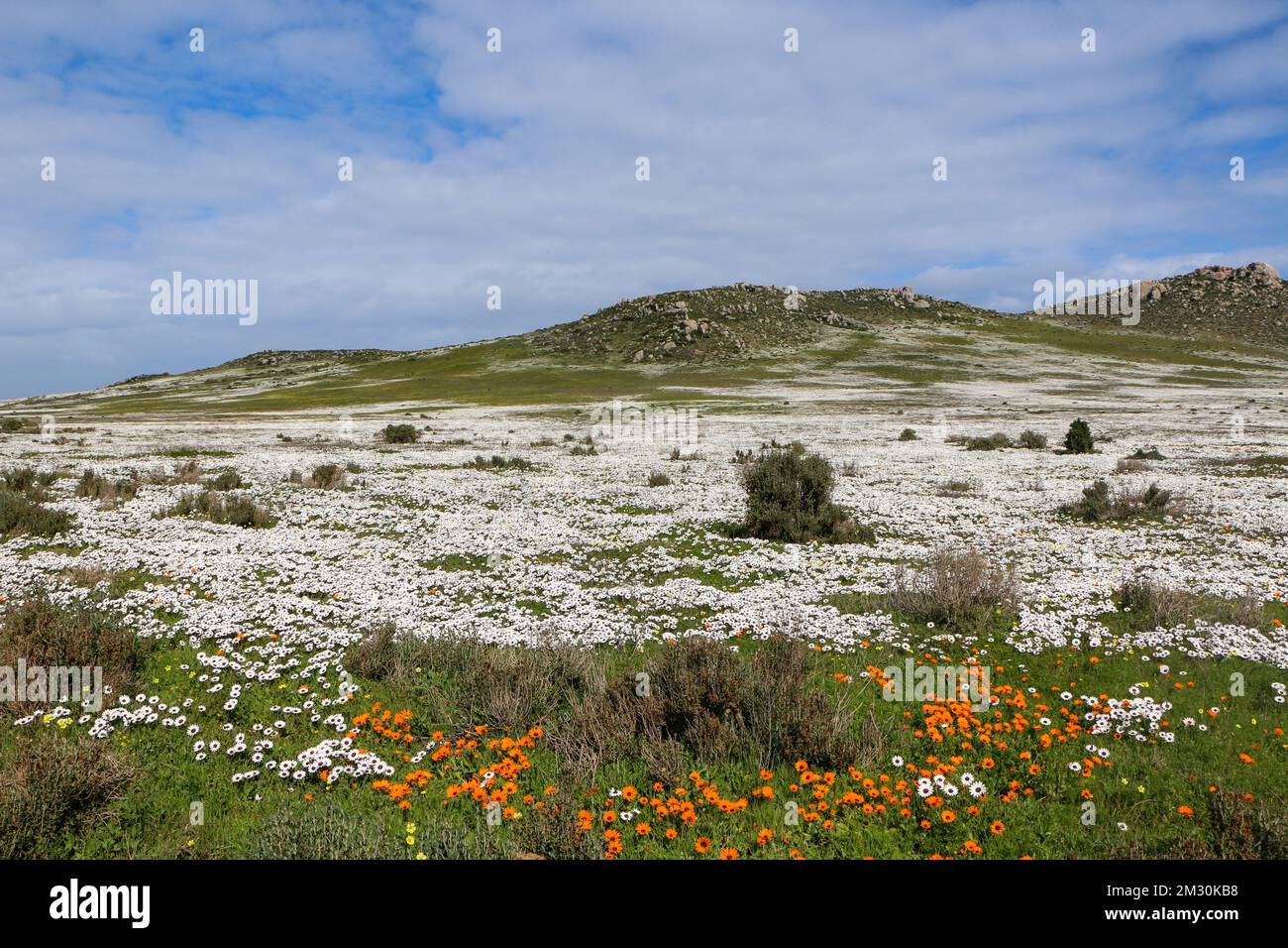 A scenic shot of a meadow under the blue sky full of white and orange ...