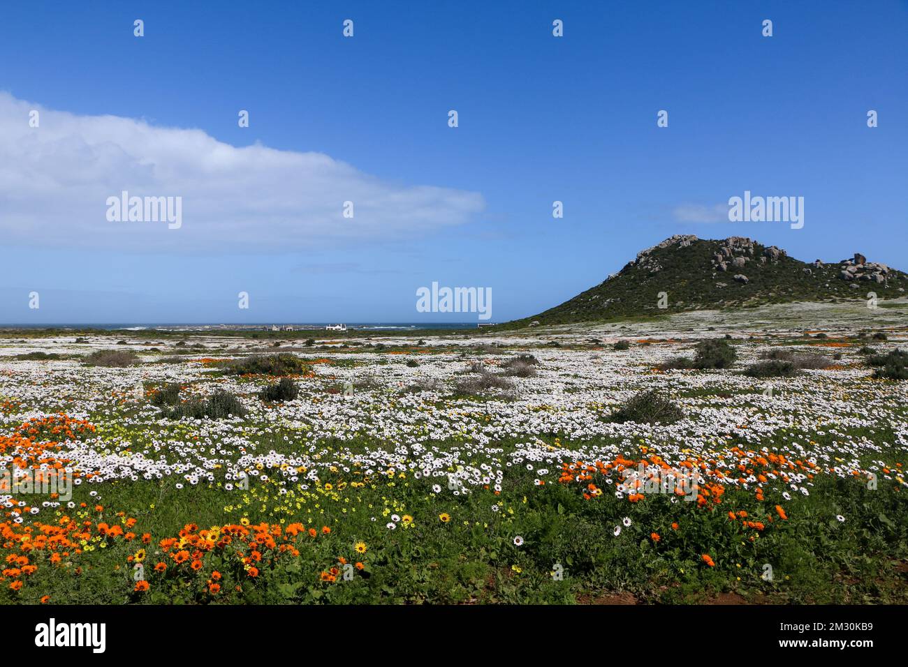 A scenic shot of a meadow under the blue sky full of white and orange ...