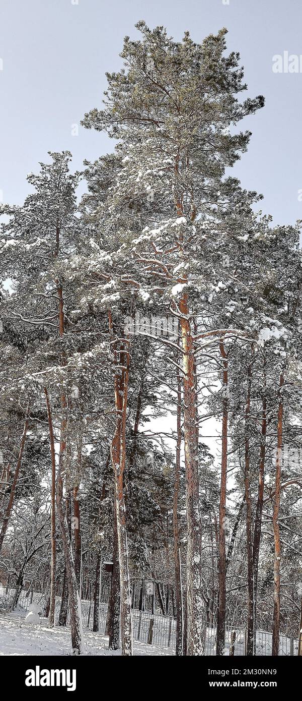 Tall pines in the snow on a sunny day, pine forest in the snow ...