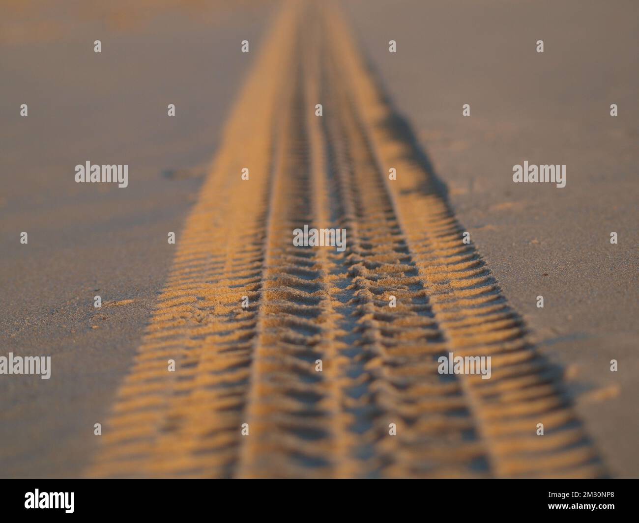 Tracks on the golden sand leading into the sea. close up Stock Photo ...