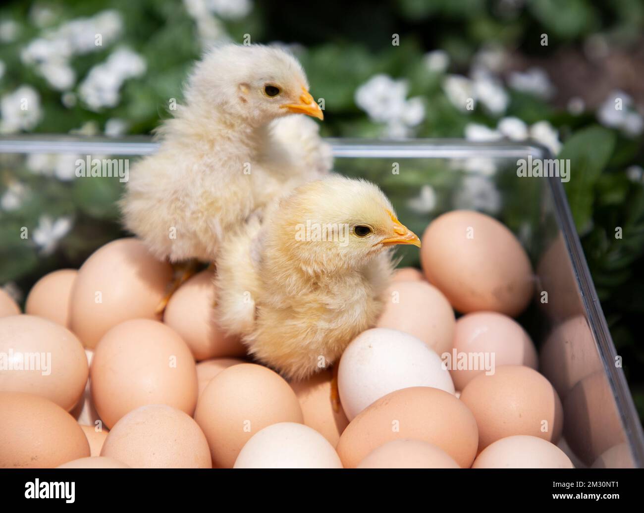 Spring chicks poultry farming birds hi-res stock photography and images ...