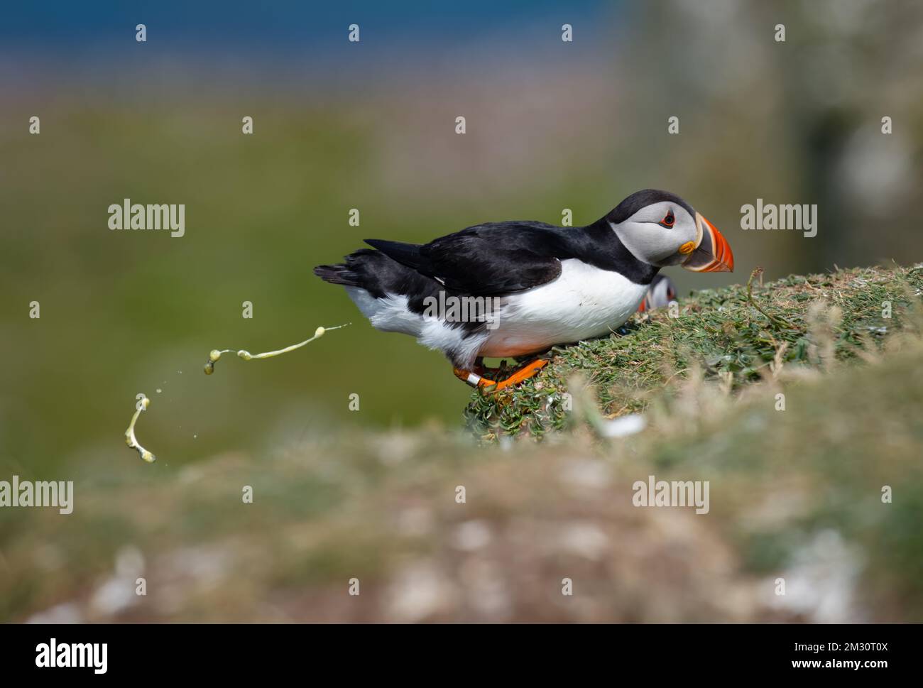 Pooping bird hi-res stock photography and images - Alamy